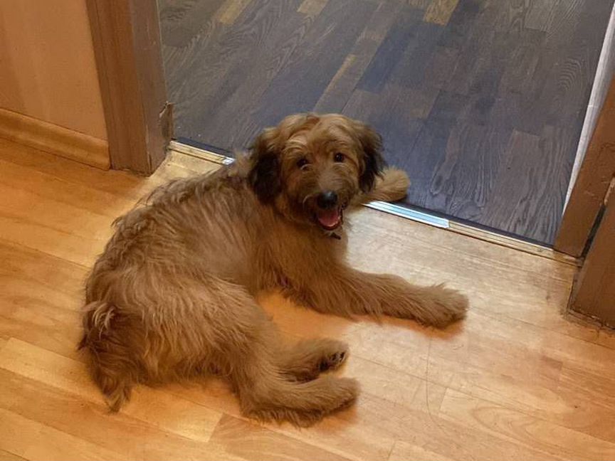 Бриар в добрые руки