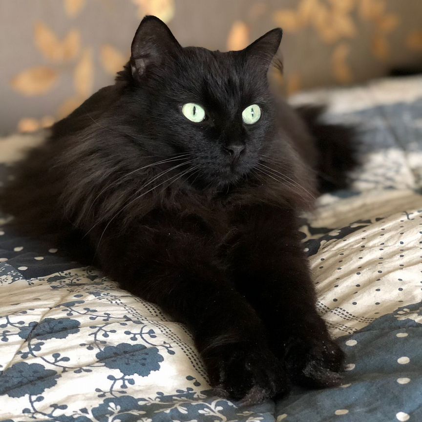 Кот и кошка ищут дом