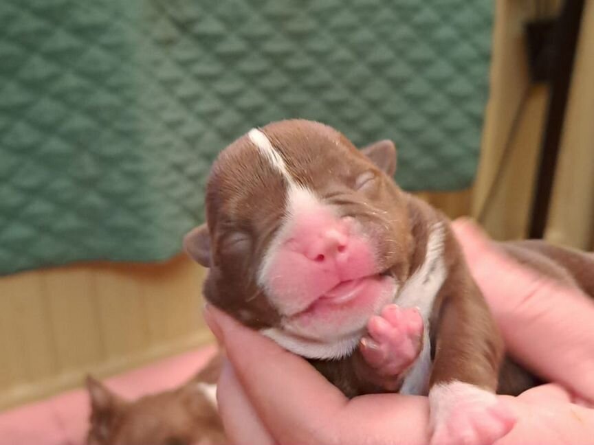 Щенки американского булли