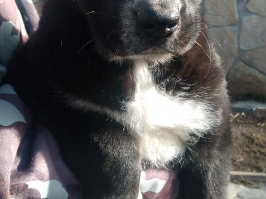 Щенок в добрые руки отдам бесплатно