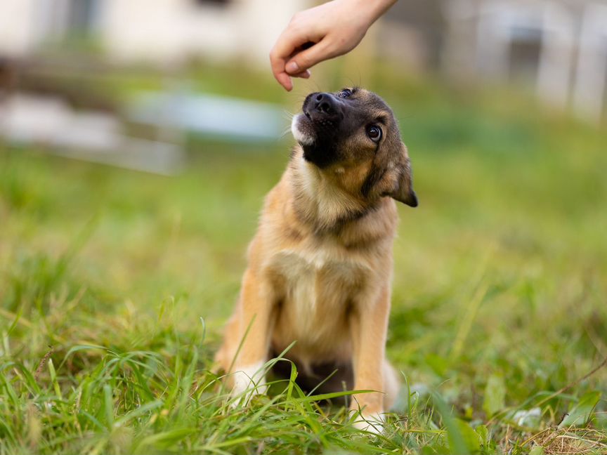 Снуппи, 5мес, метис овчарки