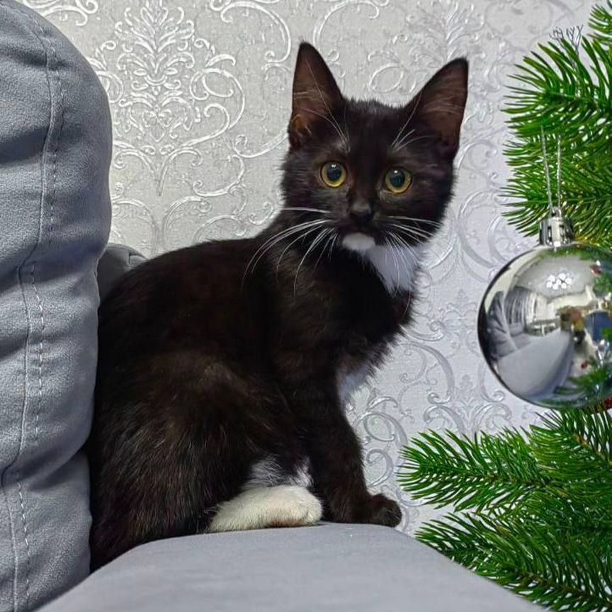 Котенок в дар