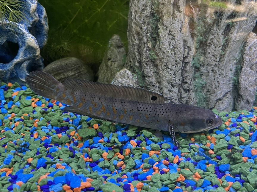 Полиптерус рыбка