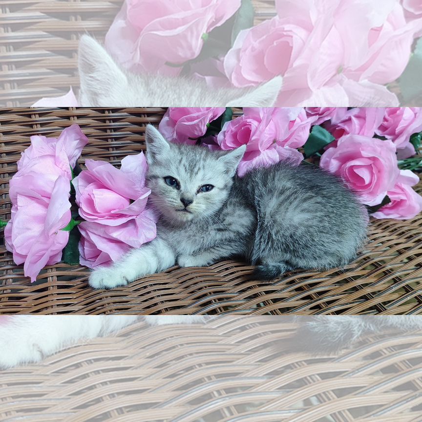 Котята