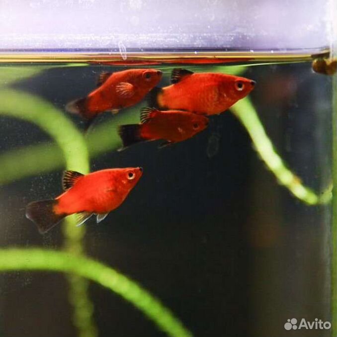 Петиции красные "редиска"