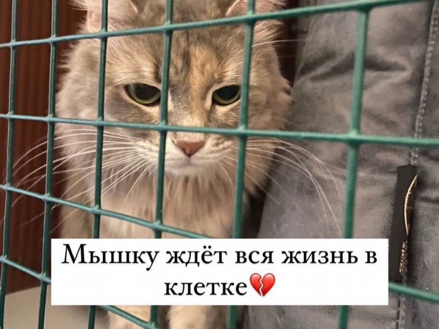 Кошка стерилизованная в добрые руки