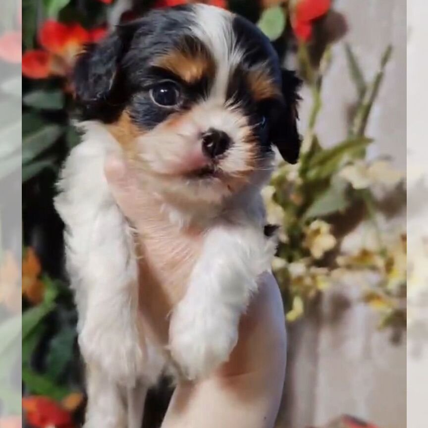 Кавалер кинг-чарльз-спаниель, щенок