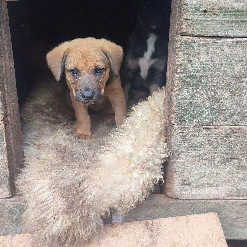 Маленькие щенята