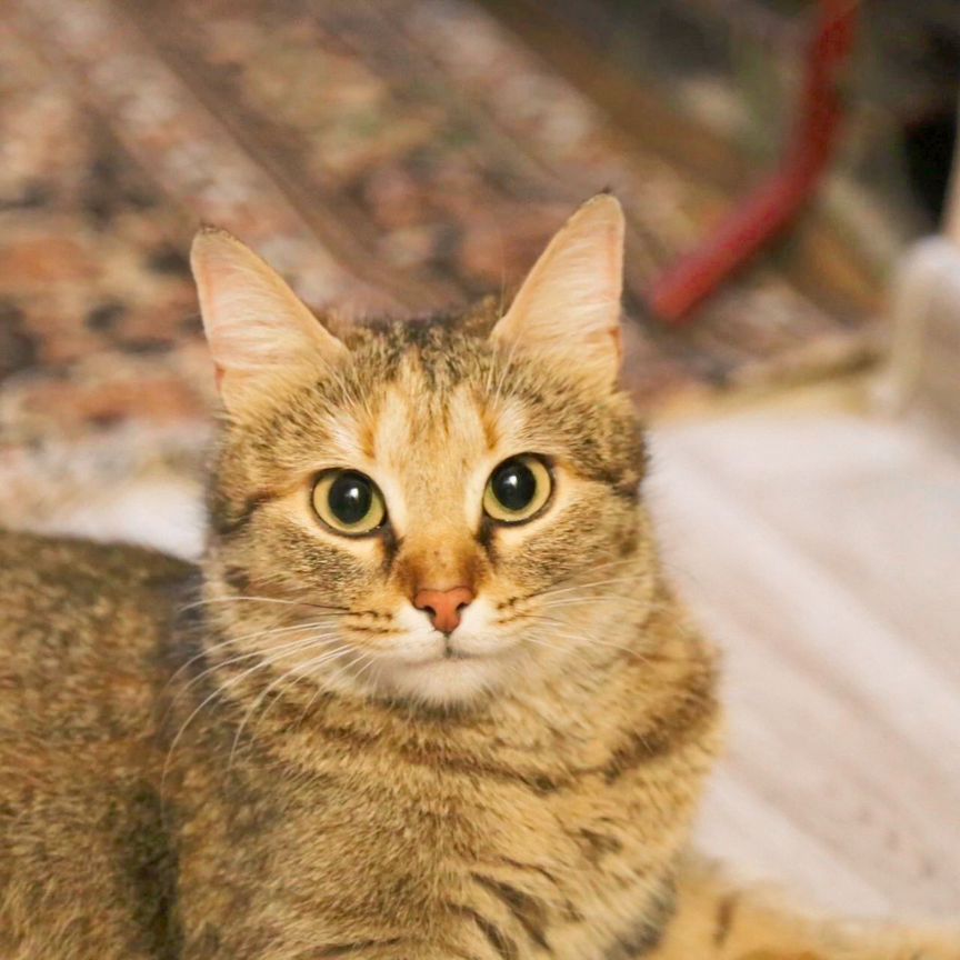Кошка Буся ищет дом