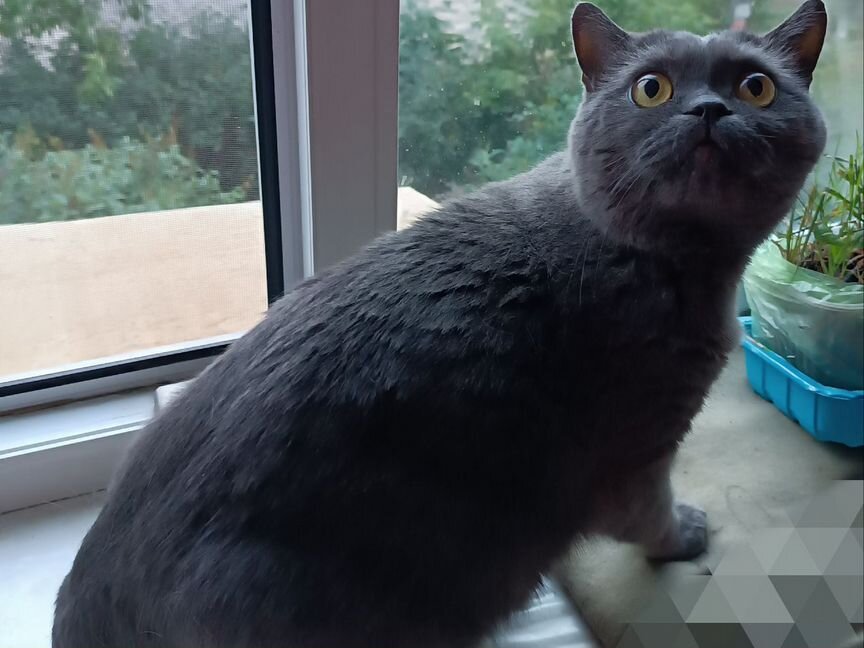 Британский кот