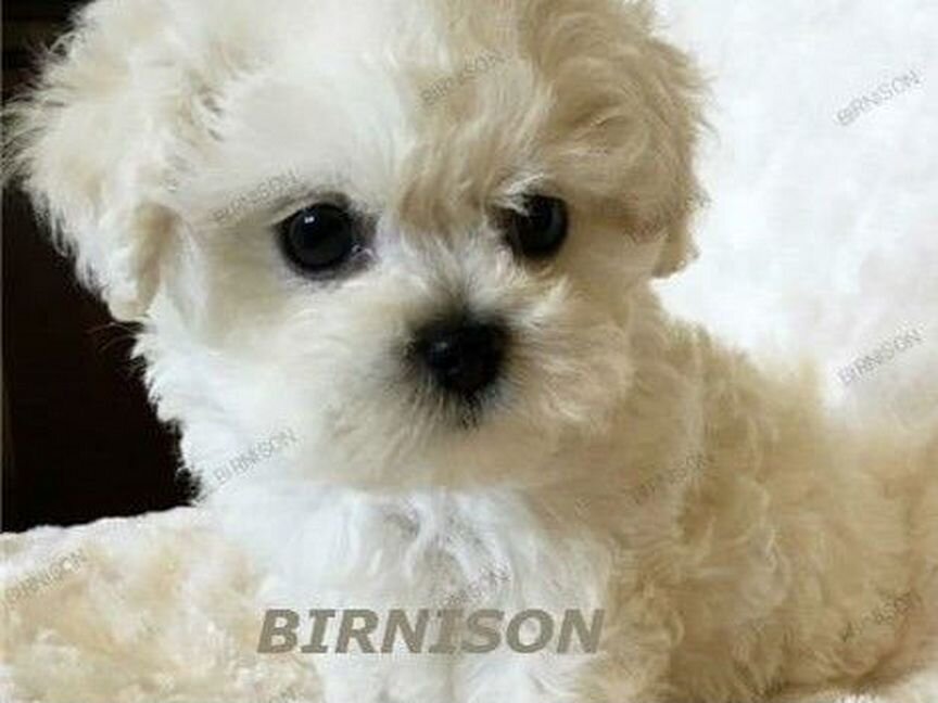 Щенок Мальтипу, мальчик