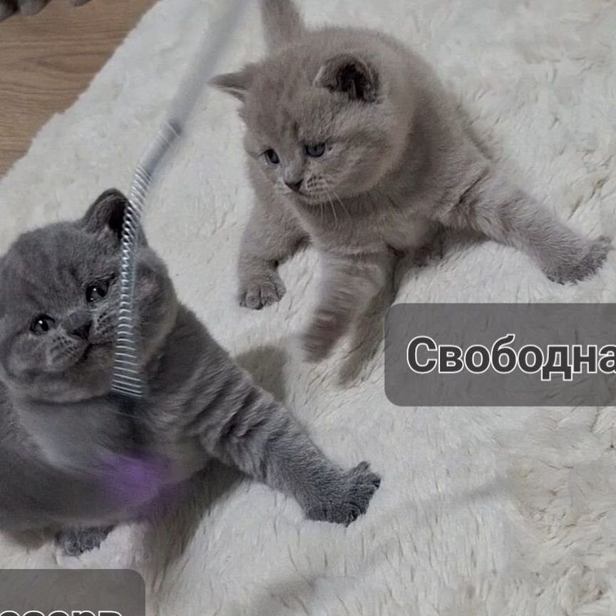 Британские котята