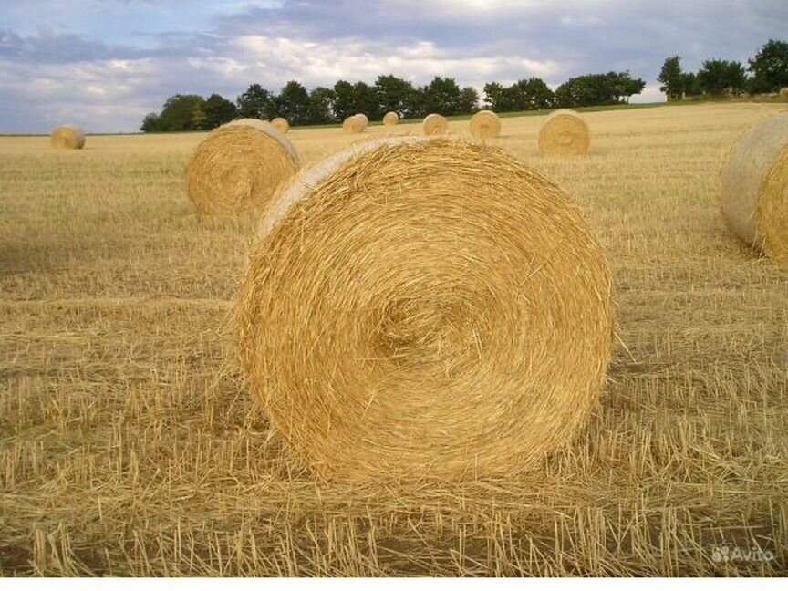 Продам сено в рулонах