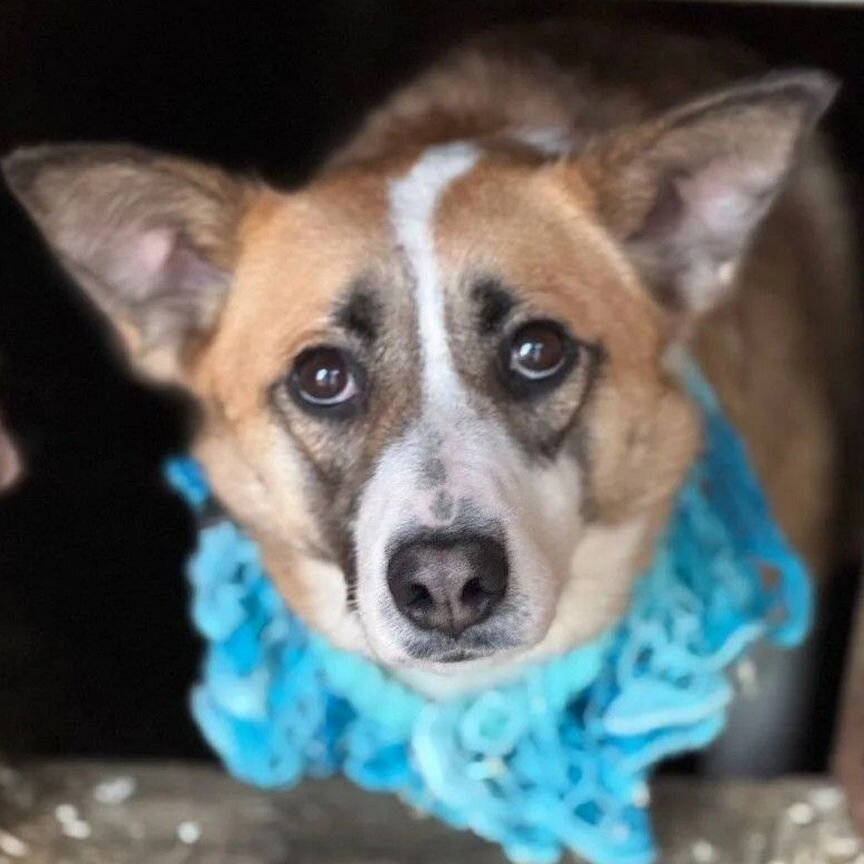 Взрослая собака в добрые руки