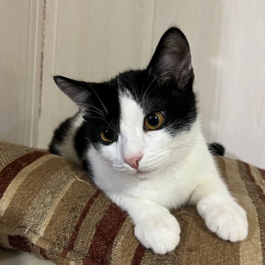 Шустрый Шустрик ищет дом (из приюта)