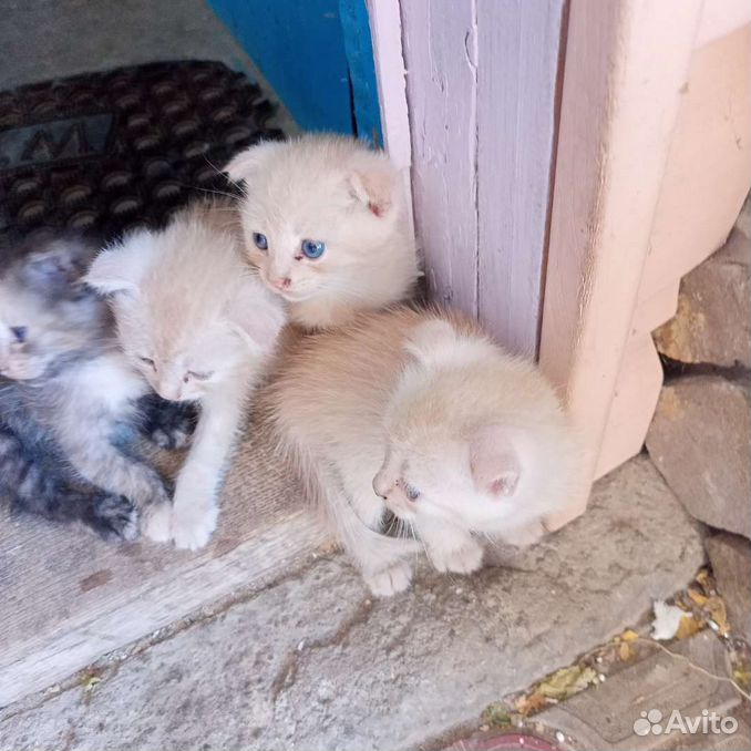 Котята шатланские вислаухие один 2 500