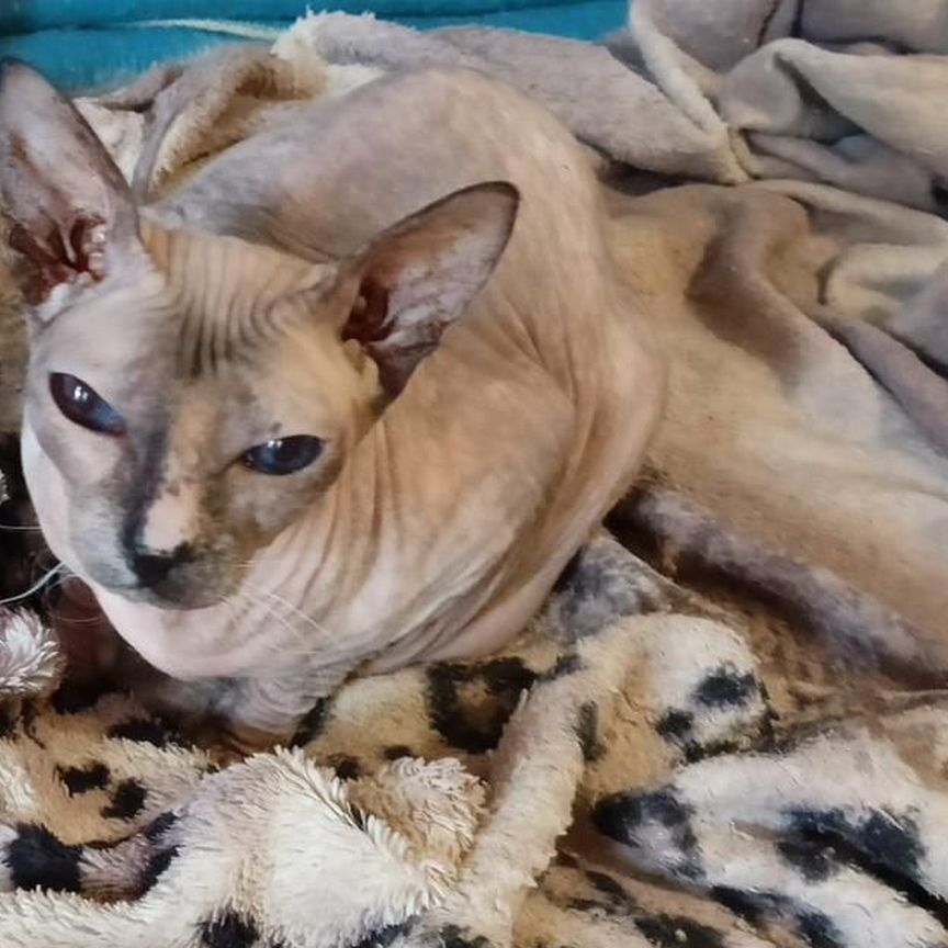 Кошки бесплатно