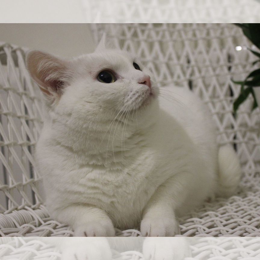 Белка белоснежная кошечка