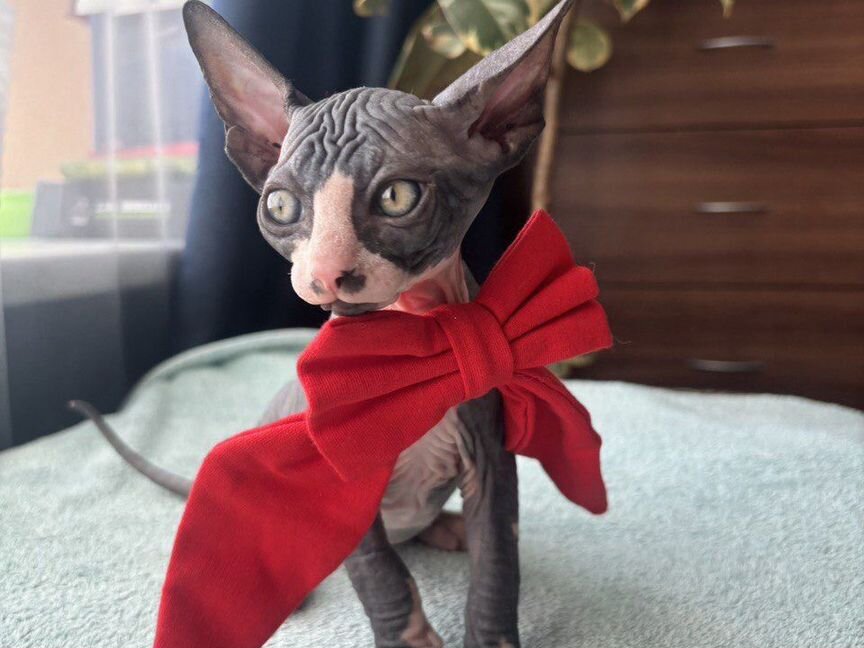 Котёнок сфинкс