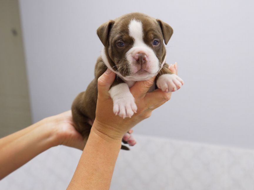 Американски Булли девочка шоколад 1 месяц