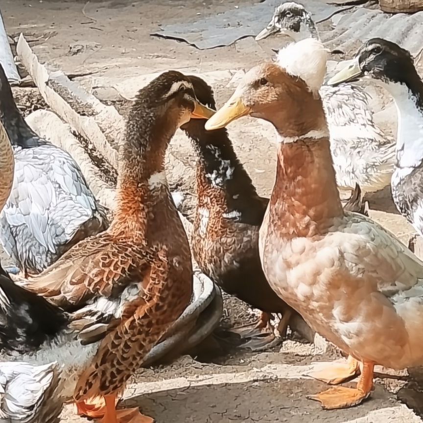 Утка на племя