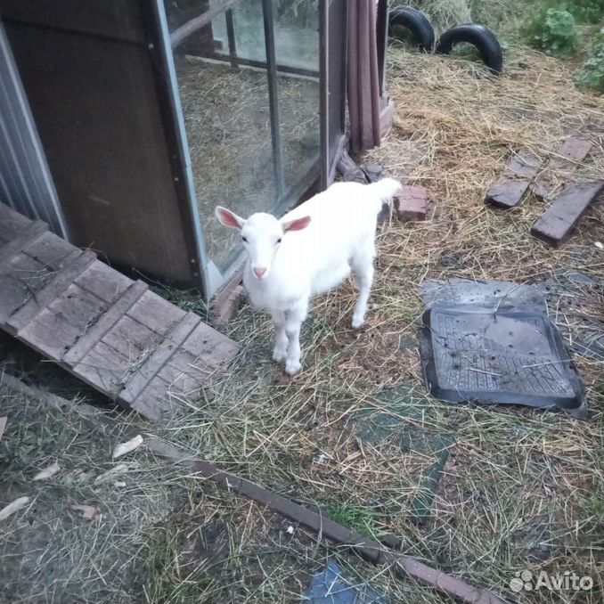 Козлик 2 мес