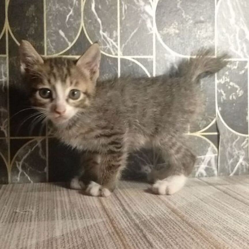 Курильский бобтейл короткошёрстный котёнок