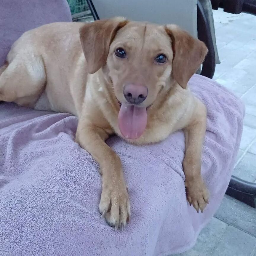 Собачка в добрые руки