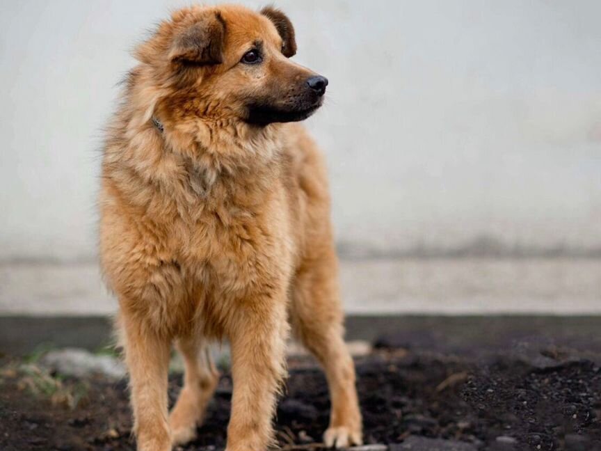 Небольшая собачка из приюта