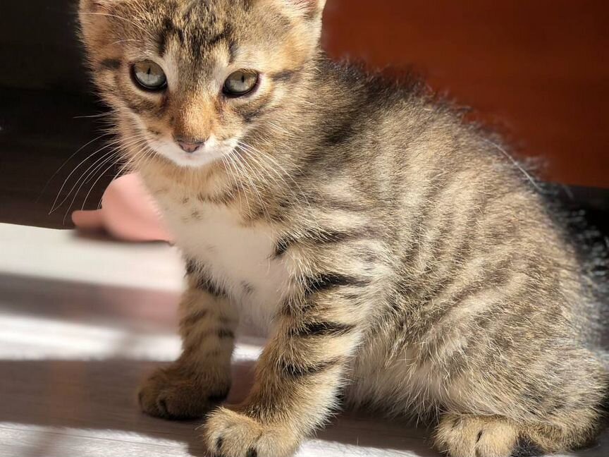 Котенок Виля