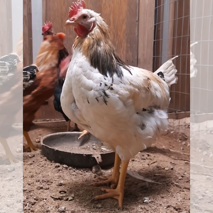 Куры молодки домашние