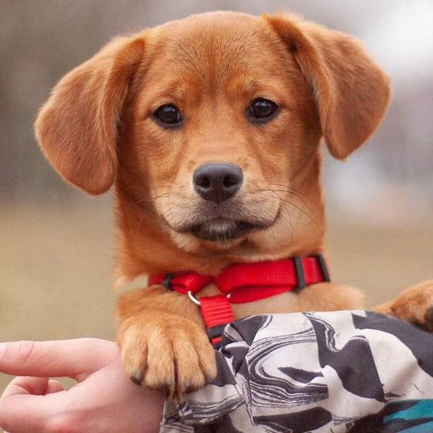 Щенок в добрые руки