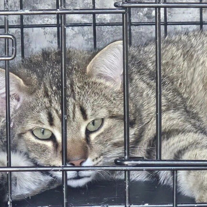 Взрослый кот в добрые руки