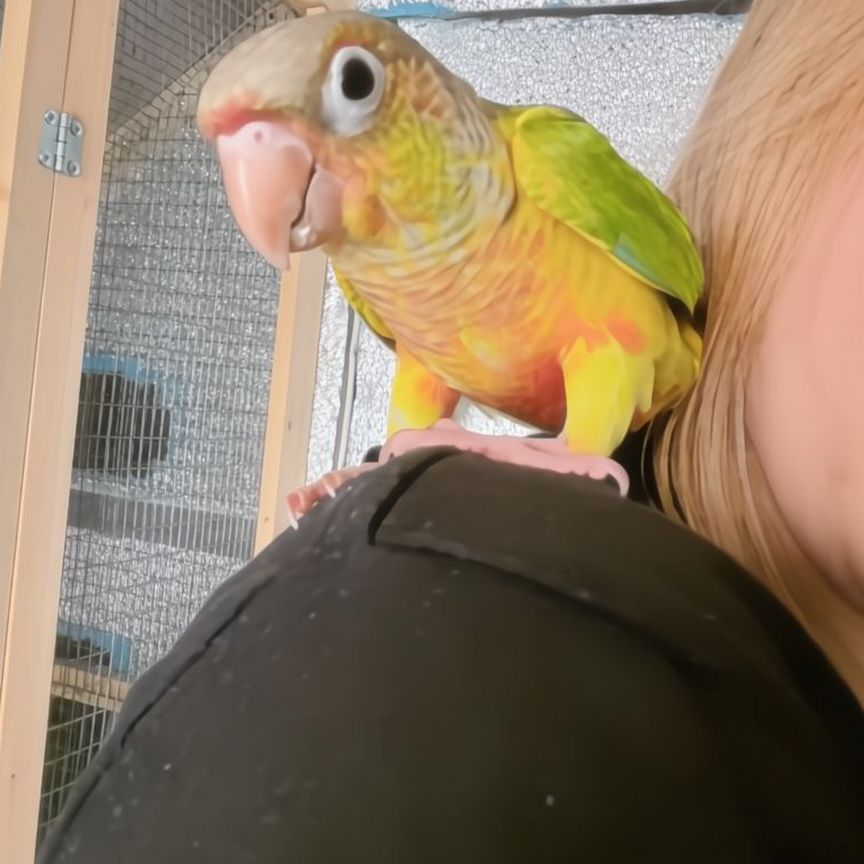 Попугай пиррура ручной выкормыш птенец