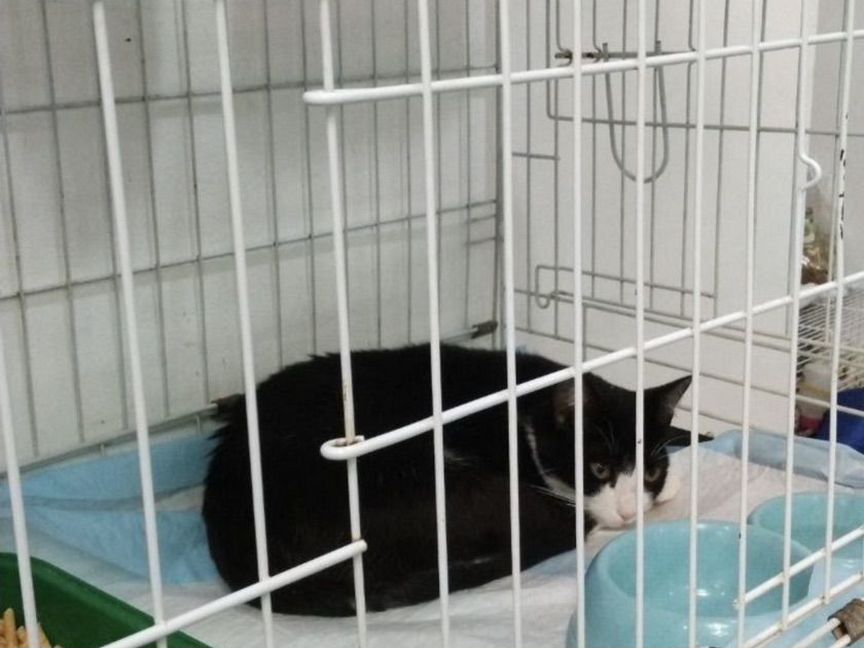 Кошку в хорошие и надежные руки