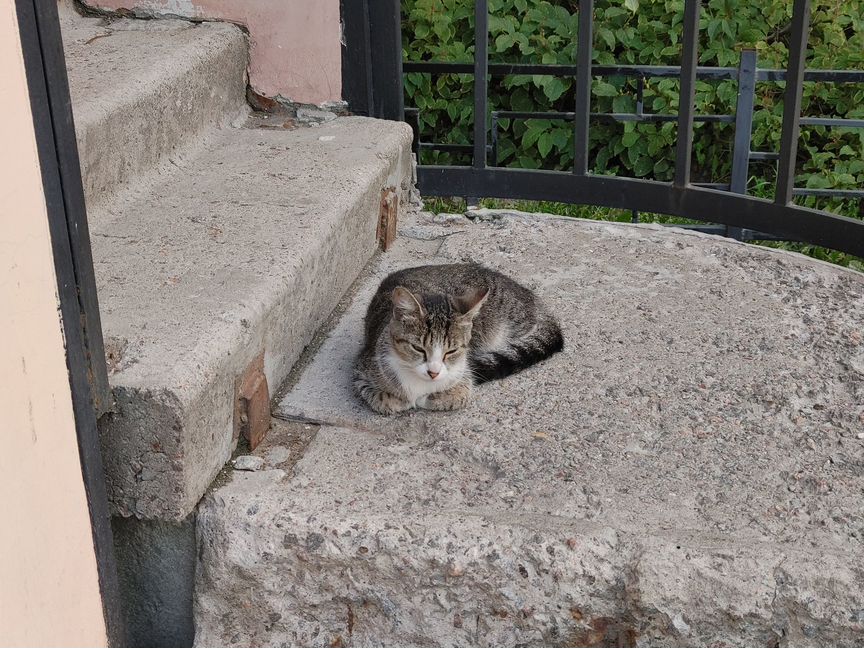 Котята в добрые руки. два котенка