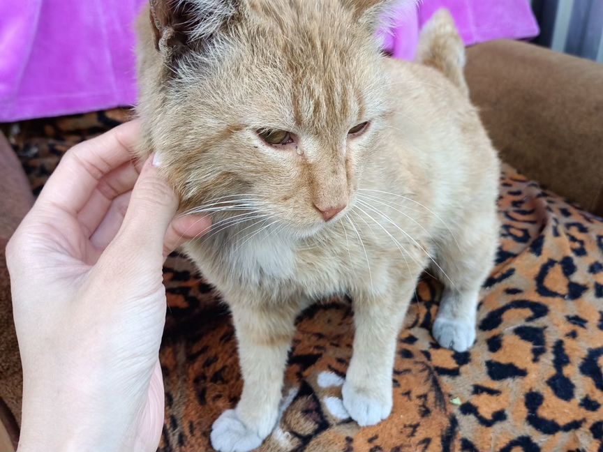 Отдам кота в добрые руки