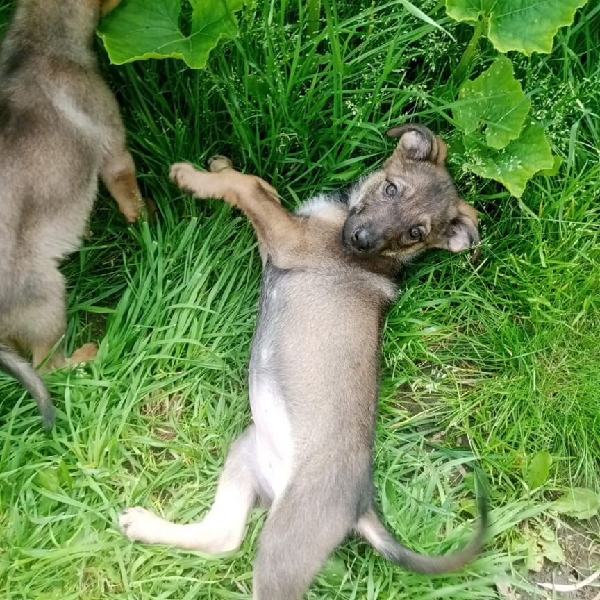 Щенок в добрые руки бесплатно