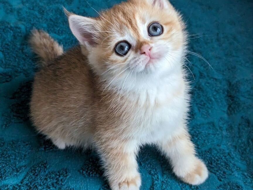 Шотландские котята
