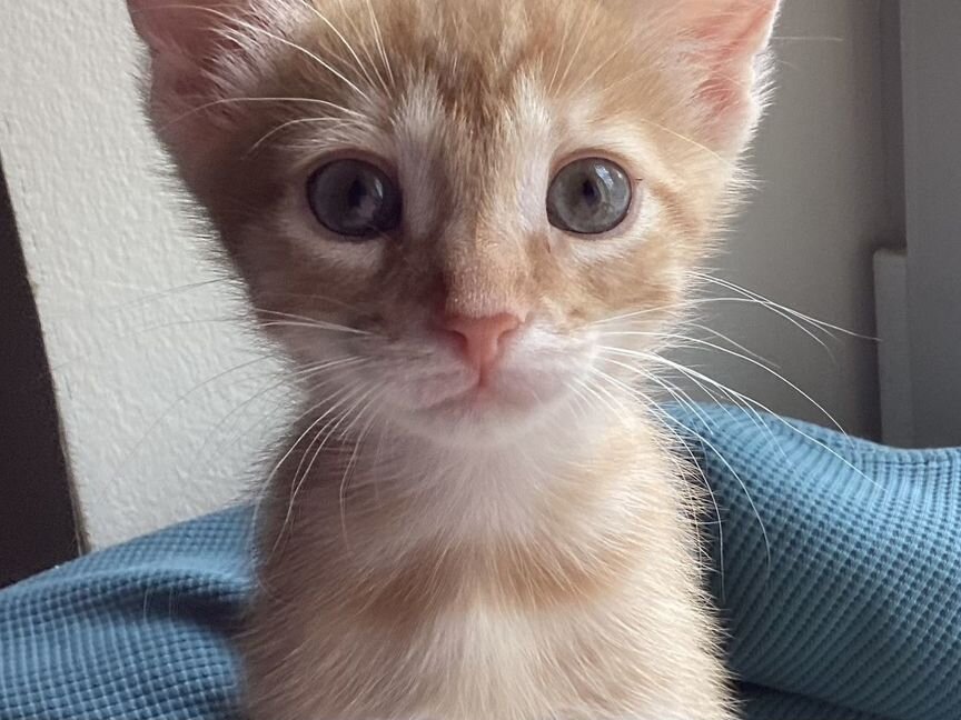 Классный котомальчик Рыженький На счастье