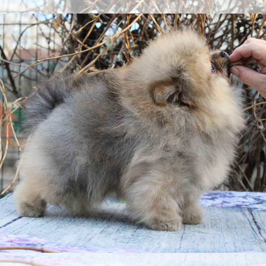 Померанский шпиц, щенок