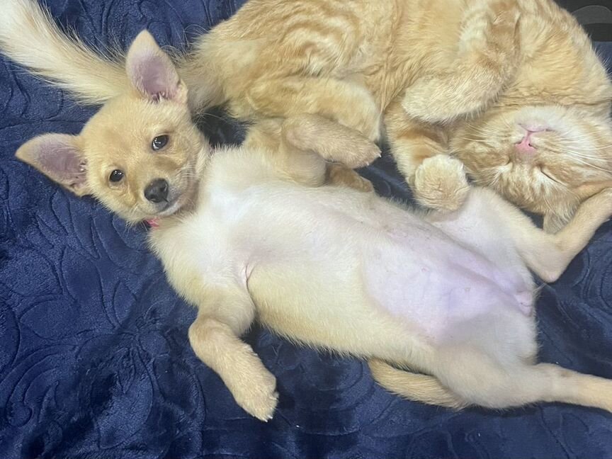 Шпиц и цвергпинчер