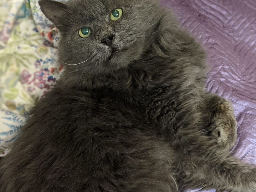 Котик плюшечка