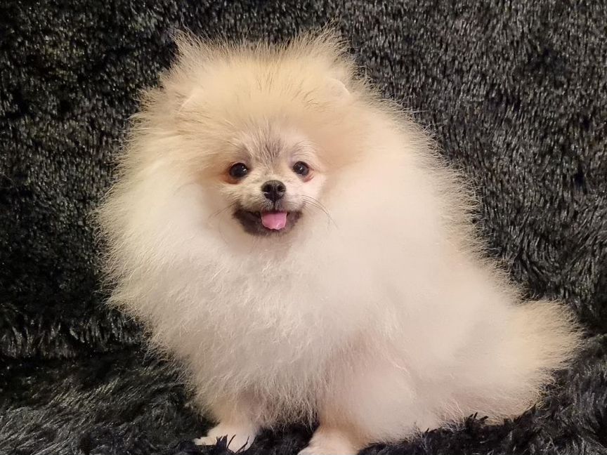 Мишка Шпиц. Кремсоболь