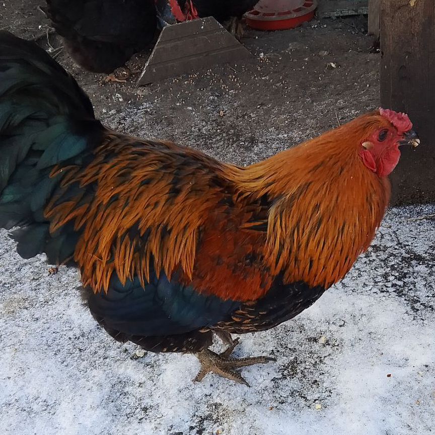 Куры петухи