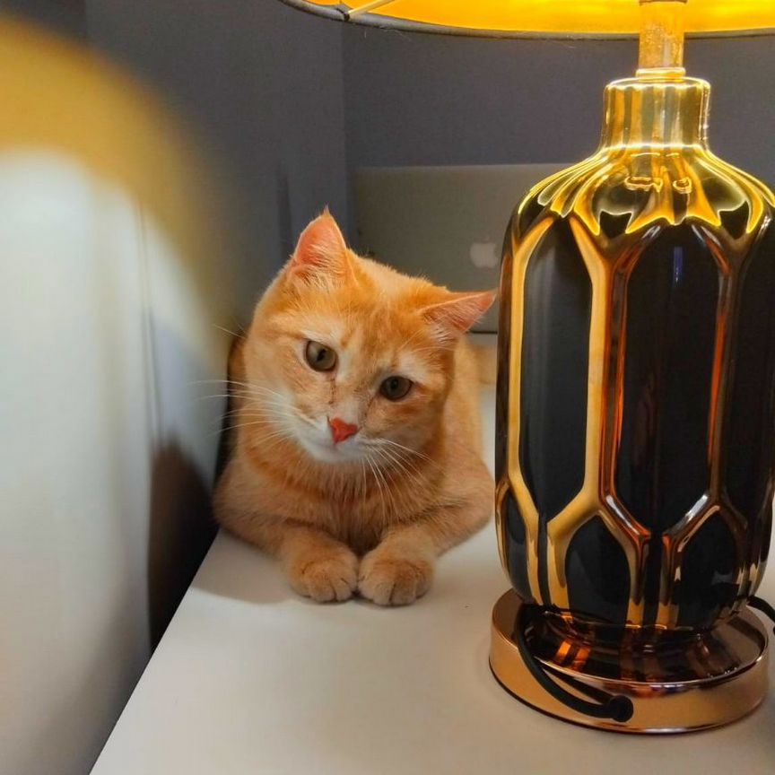 Лева 1, 5 года в добрые руки