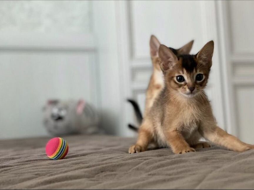 Абиссинские котята