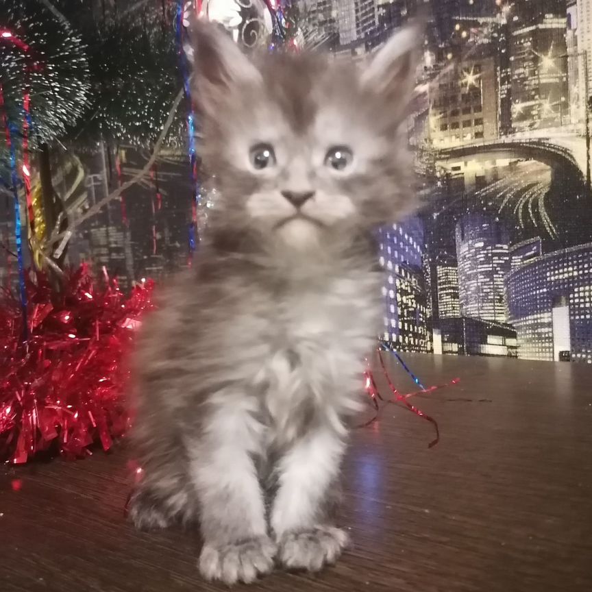 Мейн-кун котёнок