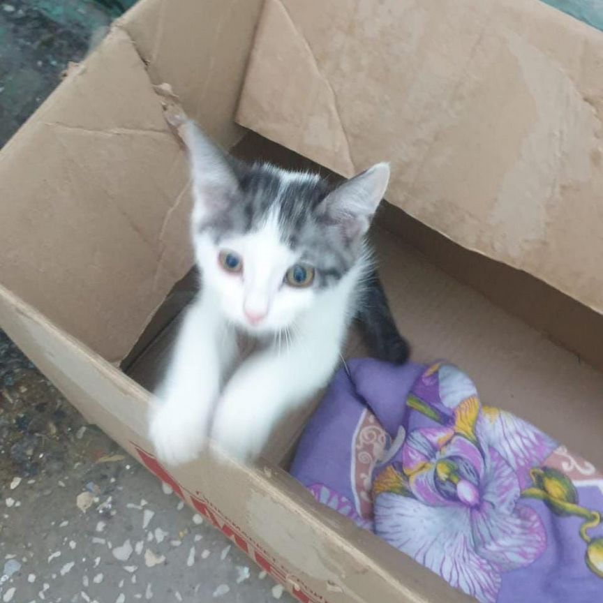 Котенок девочка