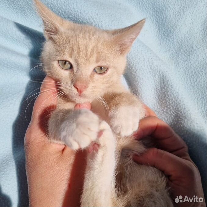 Малыш Левушка ищет дом